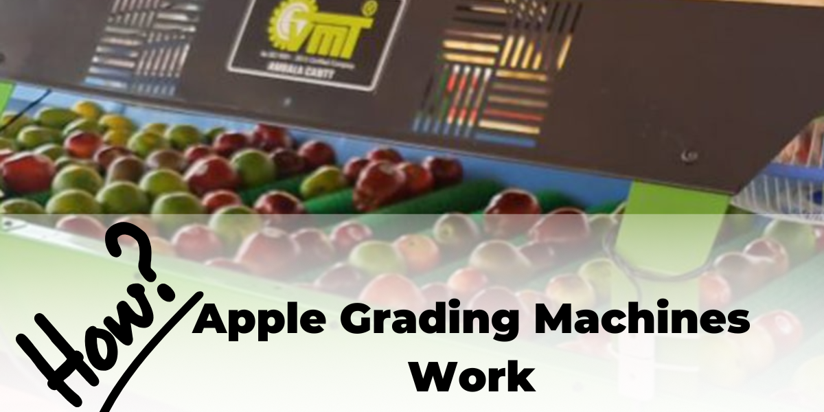 Apple grading Machine | Top Manufacturer | Best quality | Vmtapple